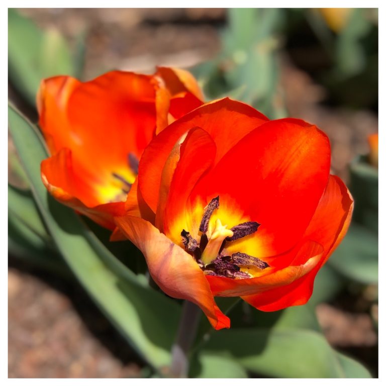 Spring Colors...Living Coral - Effortless Style Nashville